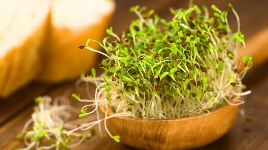 Getting to know the Alfalfa Plant and its Uses for Health | Herb ...