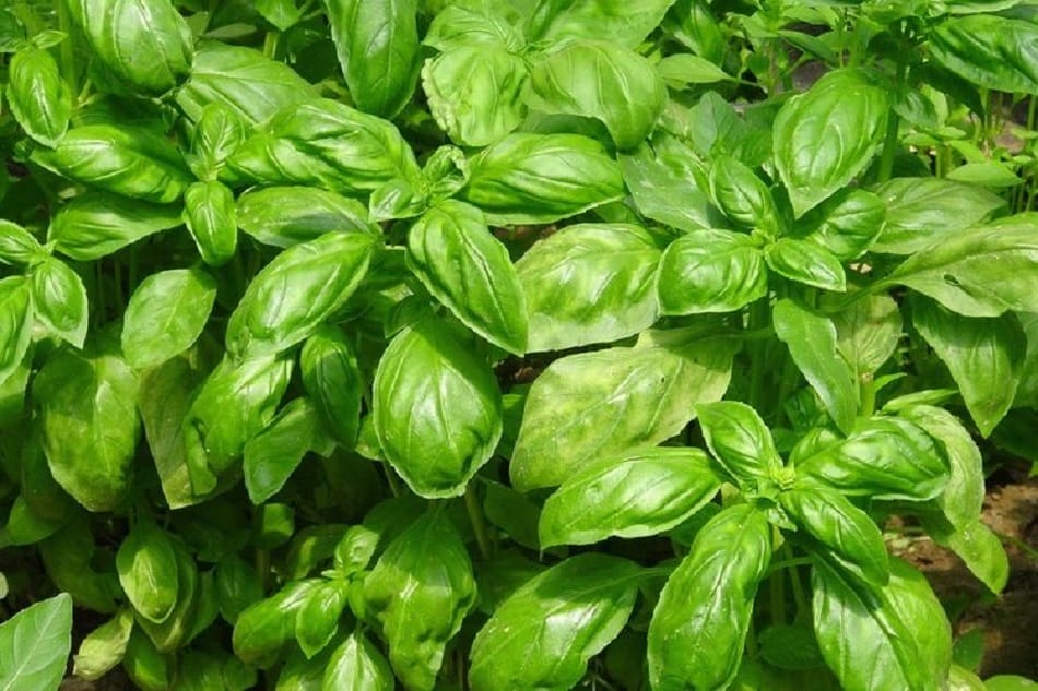 Benefits of Basil Herbal Plants for Health | Herb Medicine Indonesia