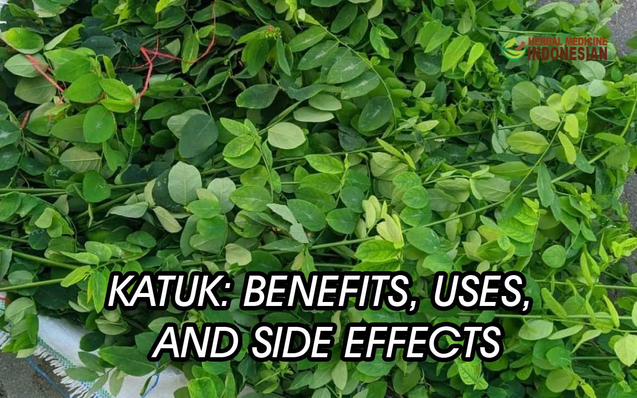 Katuk: Benefits, Uses, and Side Effects | Herb Medicine Indonesia