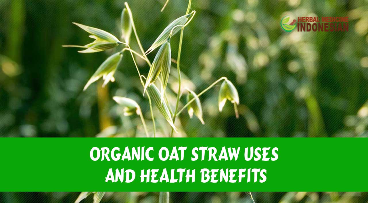 Organic Oat Straw Uses and Health Benefits | Herb Medicine Indonesia