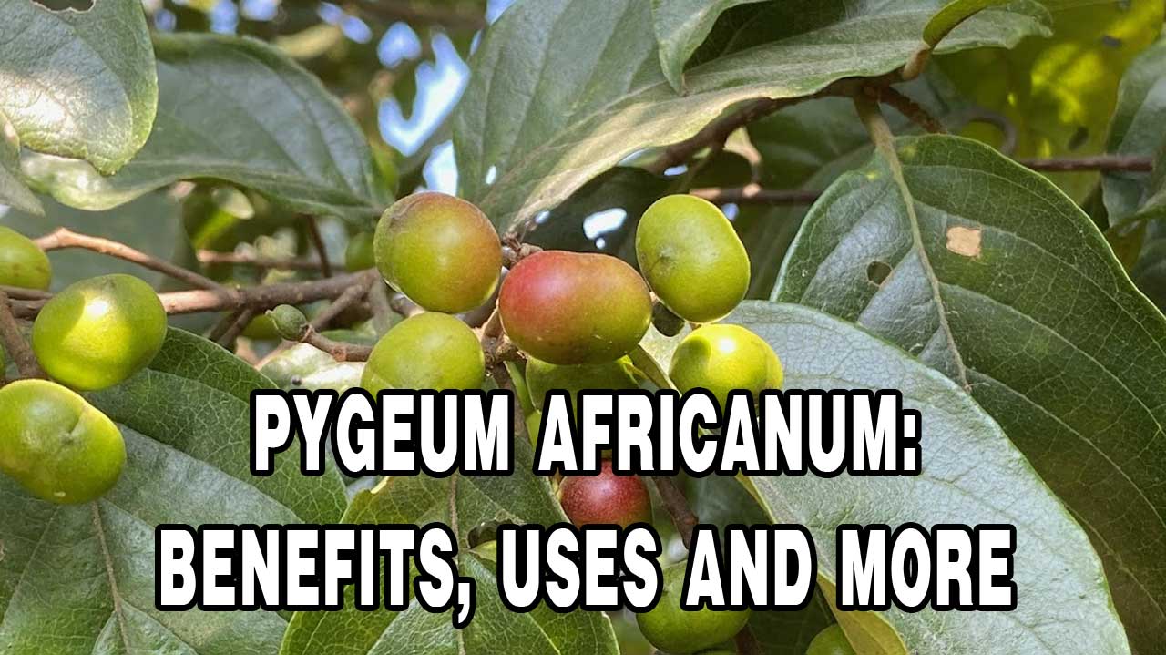 Pygeum Africanum Benefits, Uses and More | Herb Medicine Indonesia